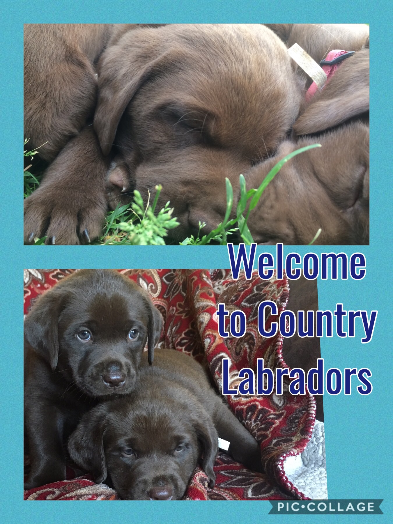 Country Labradors